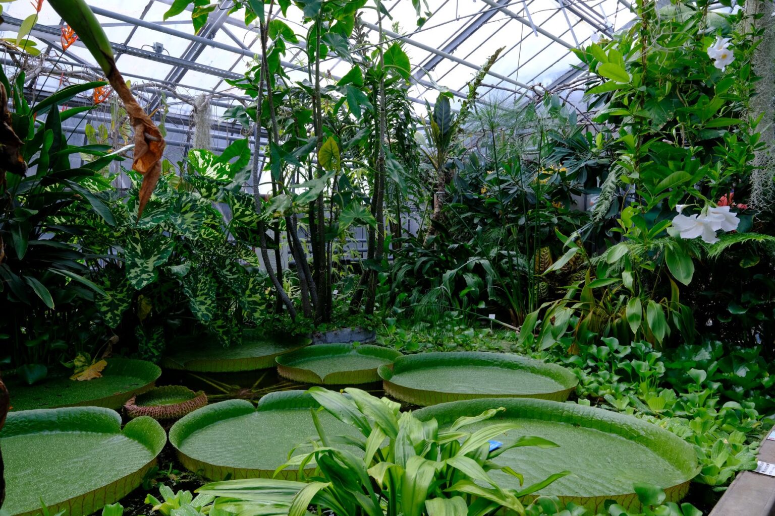 Le jardin botanique Jean-Marie-Pelt : un écrin de nature à Nancy